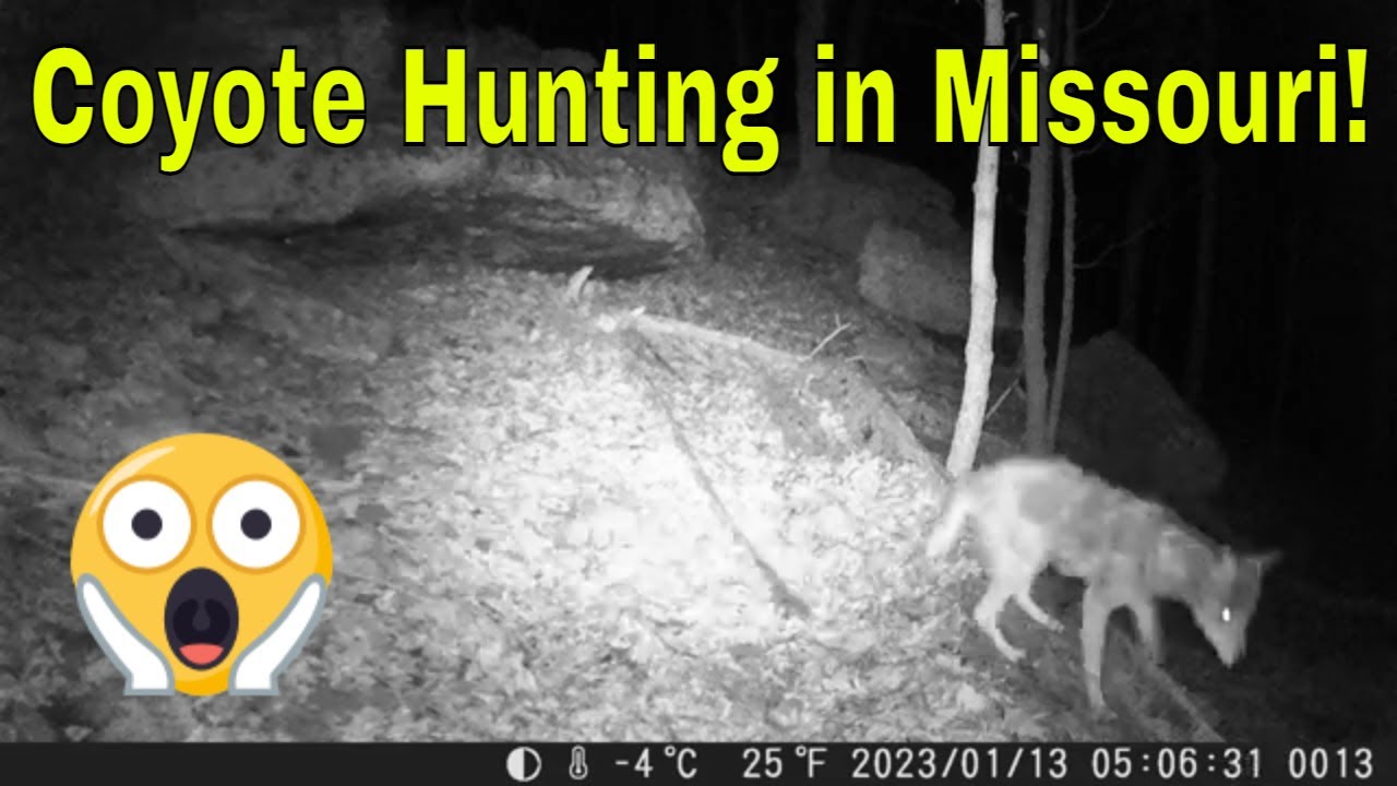 Coyote Caught Hunting on Missouri Trail Camera! Coyote Hunting at Night ...