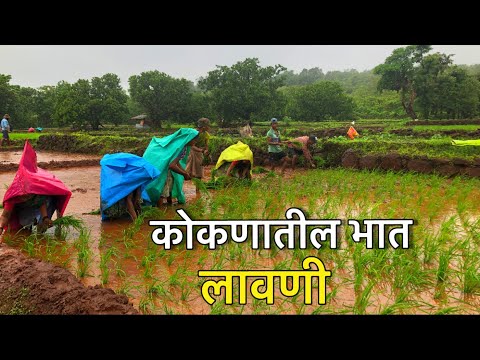 कोकणातील भात लावणी । kokanatil Bhat lavani | Bhatsheti | नांगरणी - YouTube