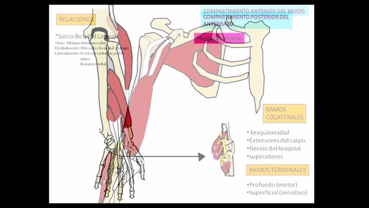 Nervio radial - YouTube