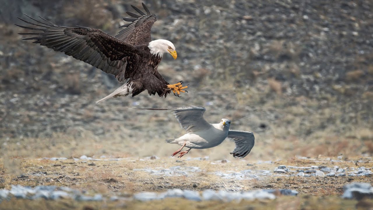 Can Small Seagull Escape From King Eagle Hunting? - YouTube