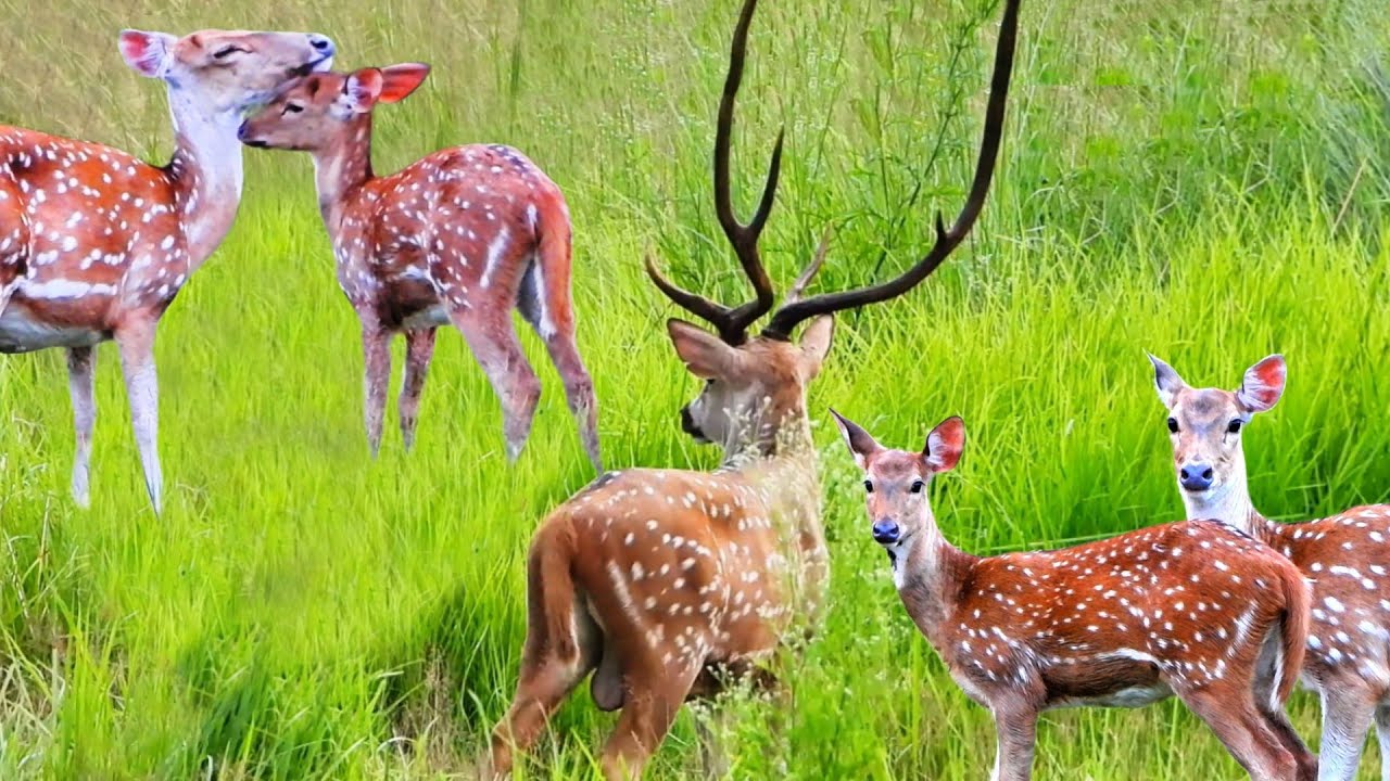 spotted animal deer | nature wildlife | jungle safari - YouTube