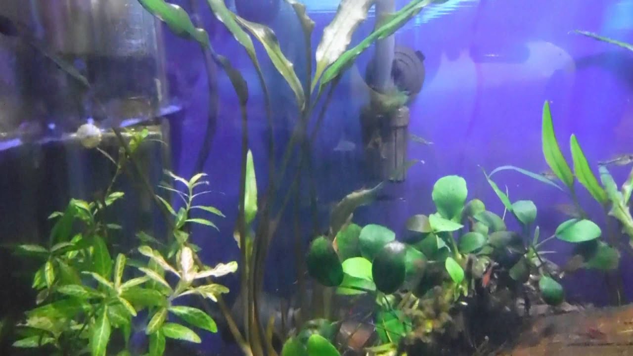 Episode 75 - Pygmy Cory (Corydoras pygmaeus) - YouTube