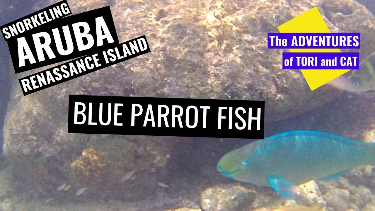 Blue Parrot Fish! Renaissance Island Aruba - YouTube