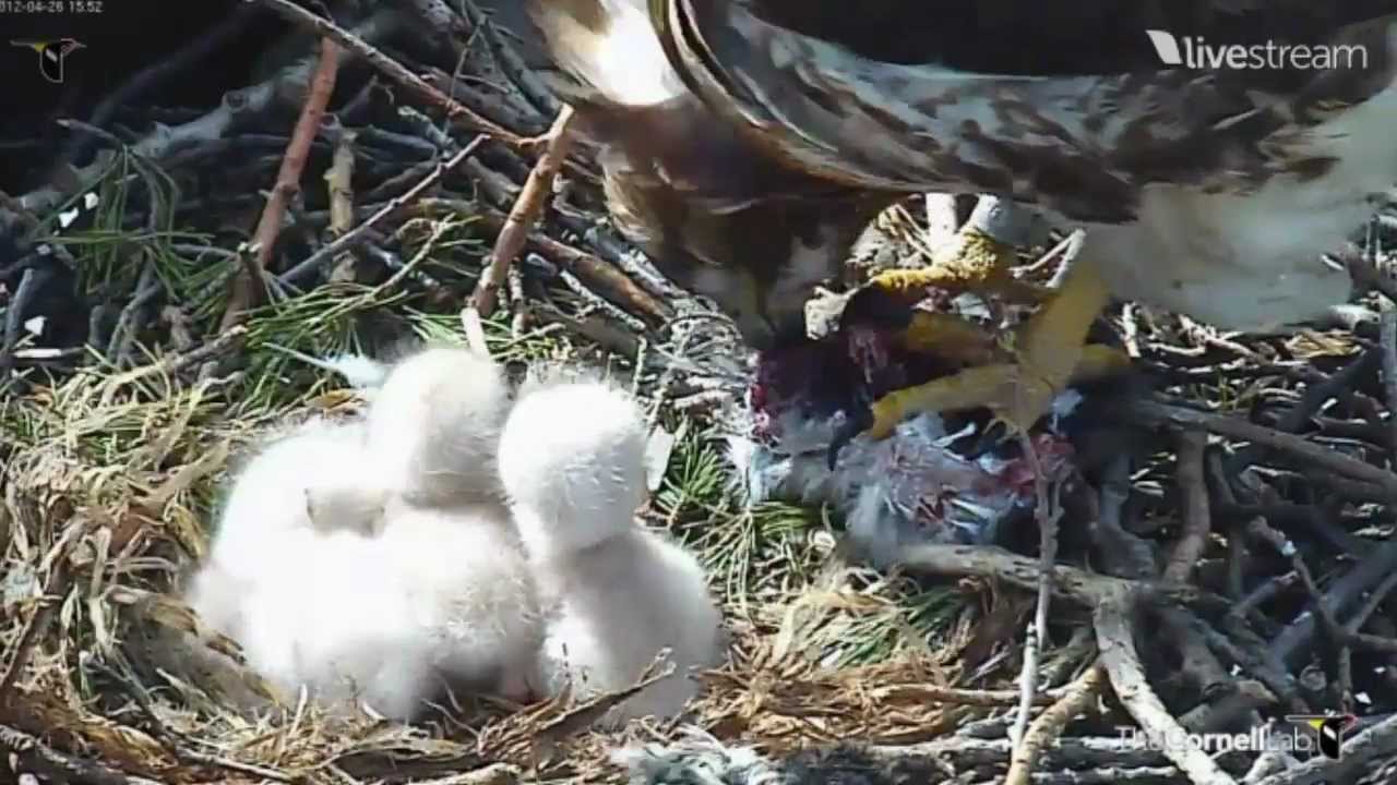 Cornell Hawks C3 Hatches & Does a Back Flop 4-26-12 - YouTube