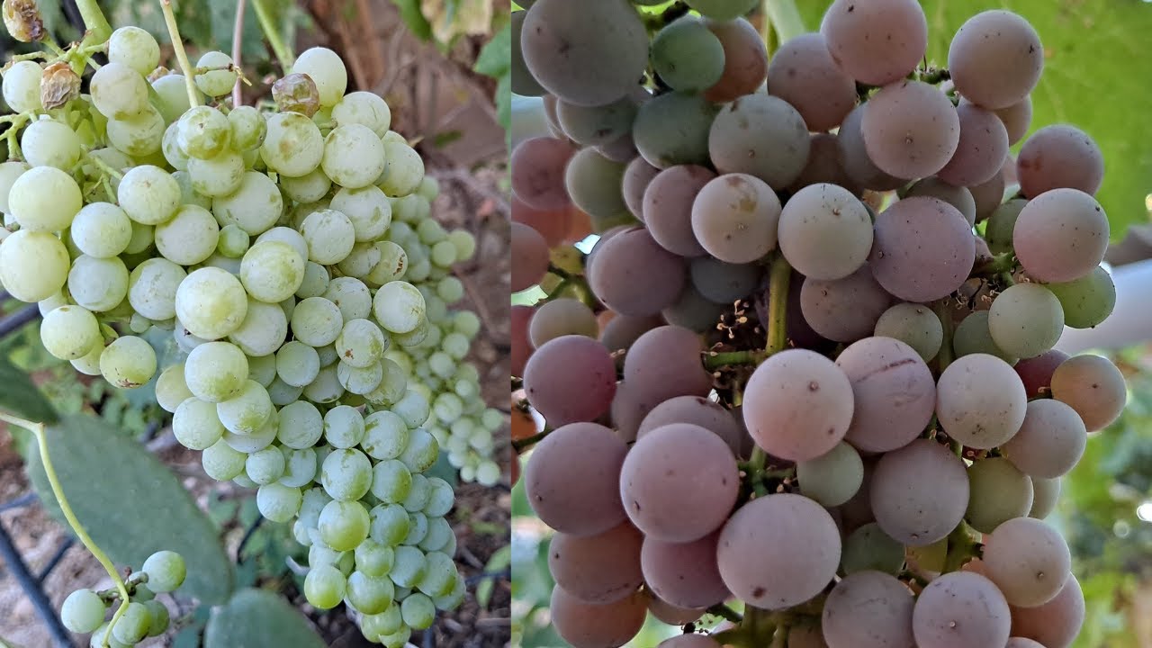 Increible COSECHA de UVAS | Tour por mi Planta de Uvas | Cuidados De las Uvas | Cortando uvas ...