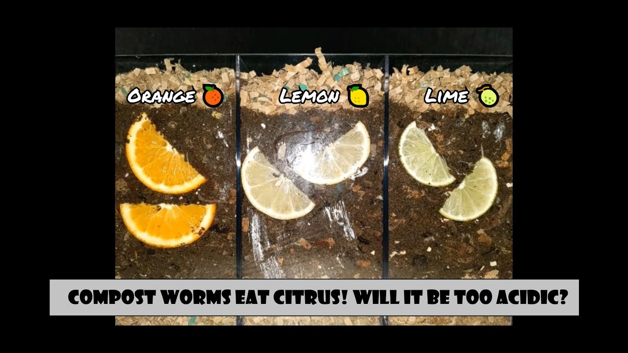 Compost Worms Eat Citrus! Will It Be Too Acidic?! 25 day time lapse ...