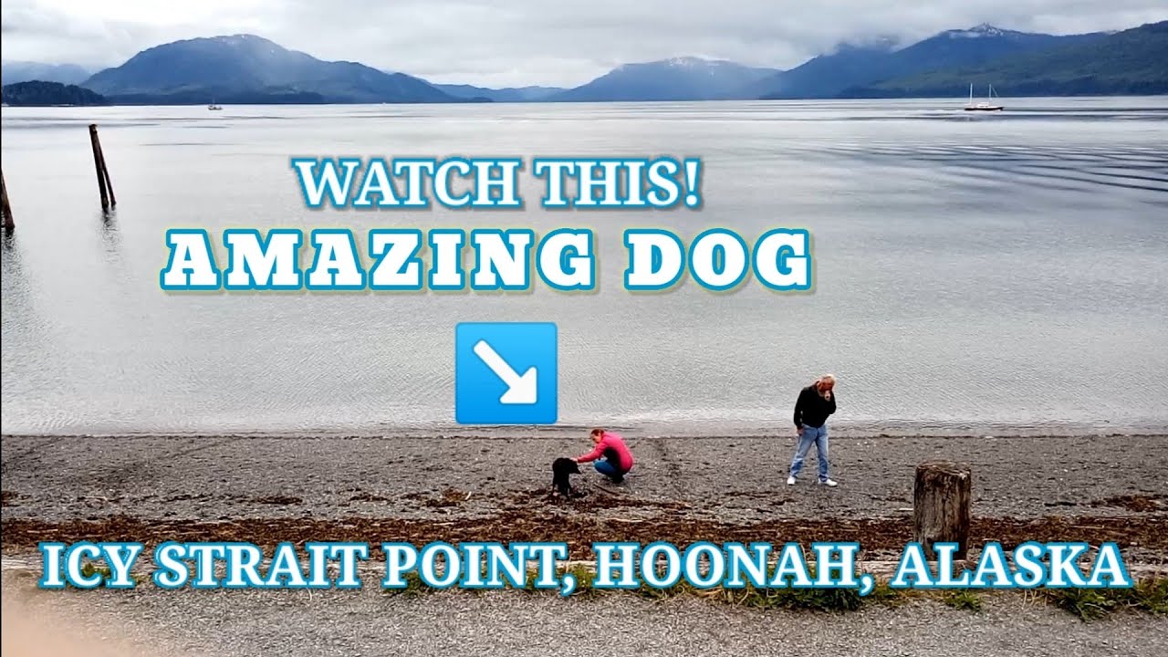 AMAZING DOG AT ICY STRAIT POINT, HOONAH ALASKA | A PLACE TO RELAX - YouTube