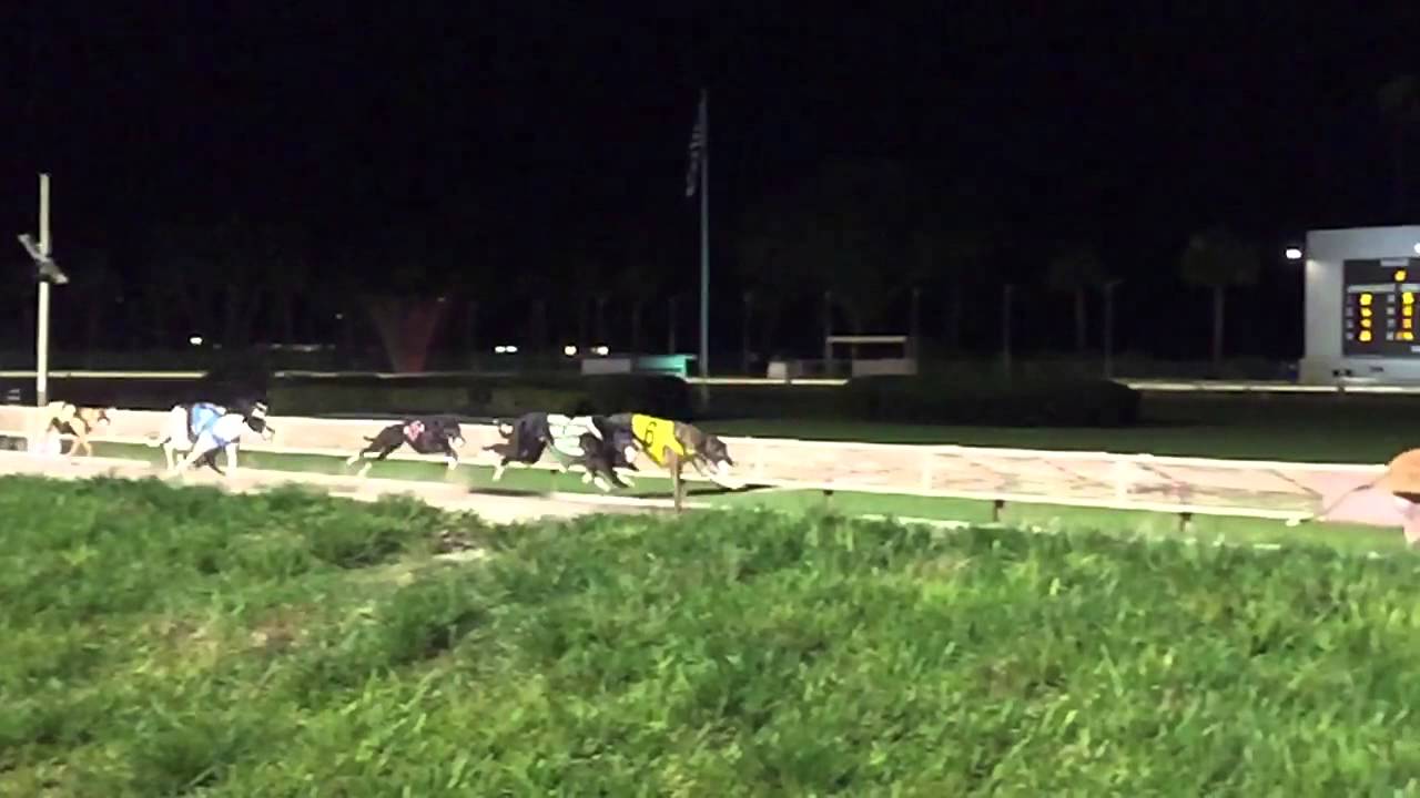 Slo-Mo Greyhounds - YouTube