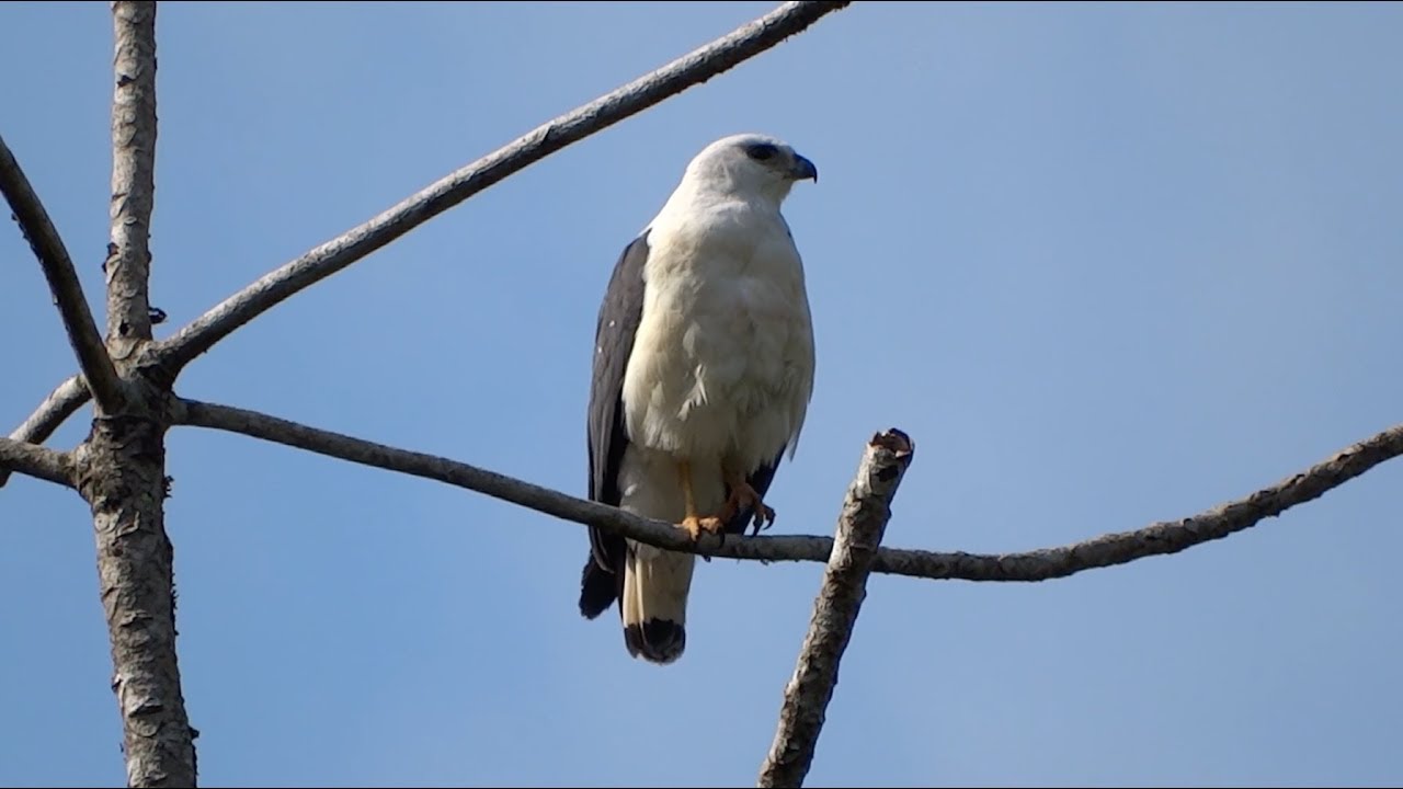 FreeWildlifeBrazil Celine News - O gavião-pombo-pequeno / The White ...