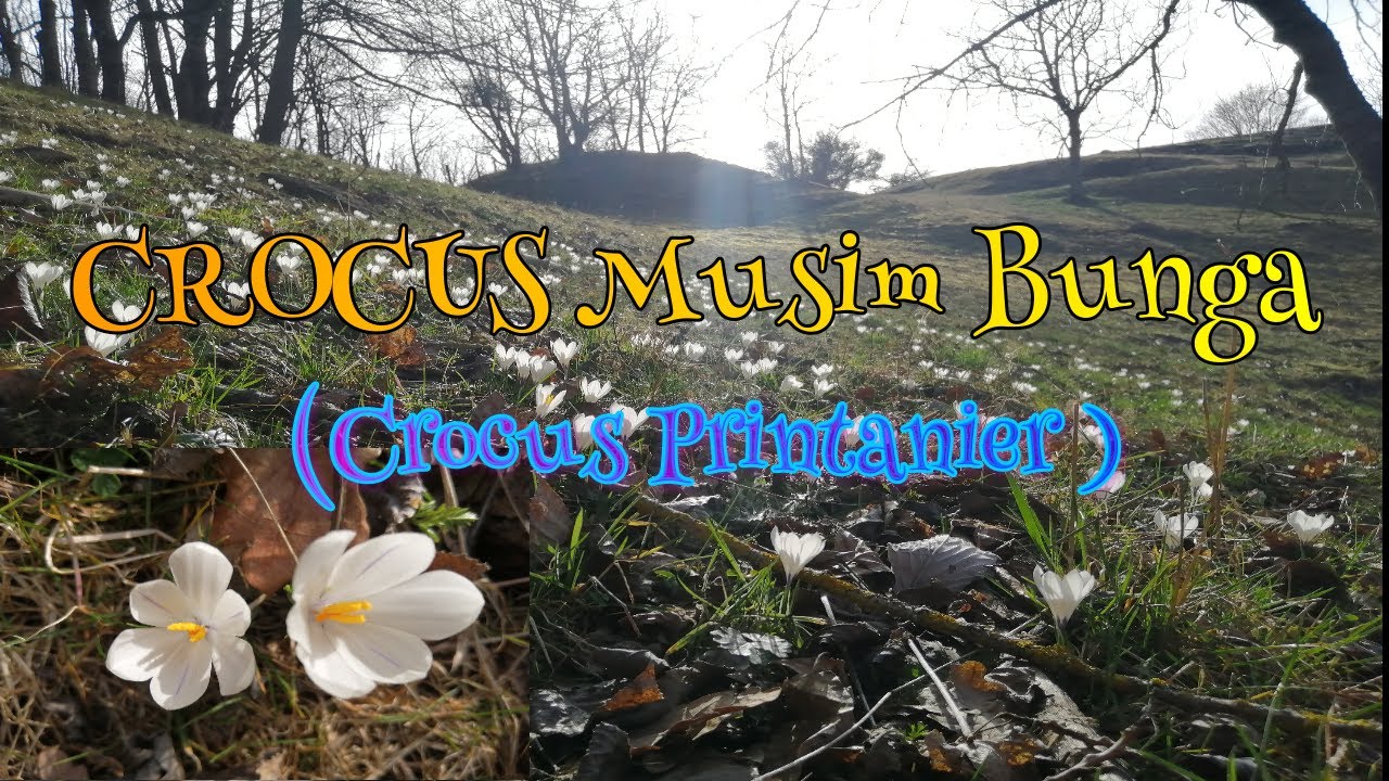 Musim Bunga Di Perancis//Crocus Musim Bunga//Musim Semi - YouTube