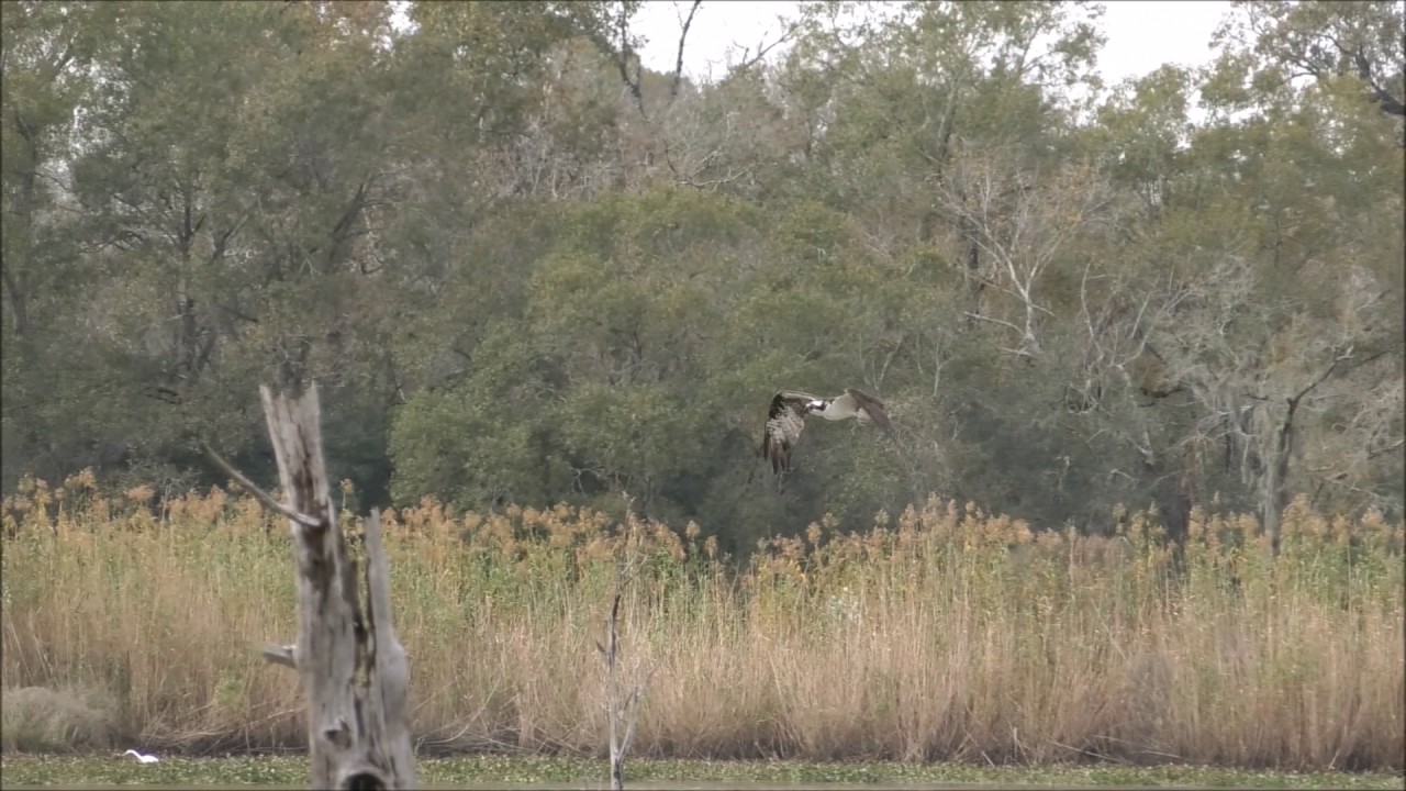 Birds of Armond Bayou - YouTube