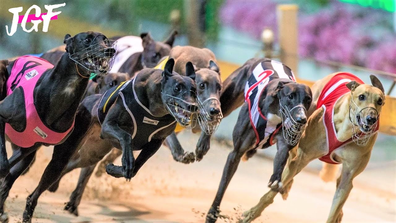 Greyhound sports racing - Track race - YouTube