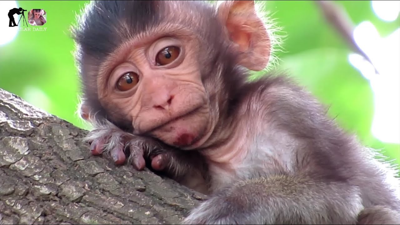 baby sok sleep on the tree / baby sok breastfeeding mother on the tree ...