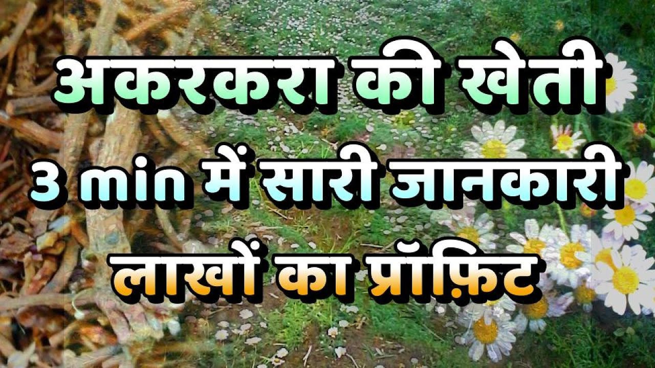 अकरकरा की खेती I A to Z जानकारी 3 मिनट में I Akarkara Farming. #herbal ...