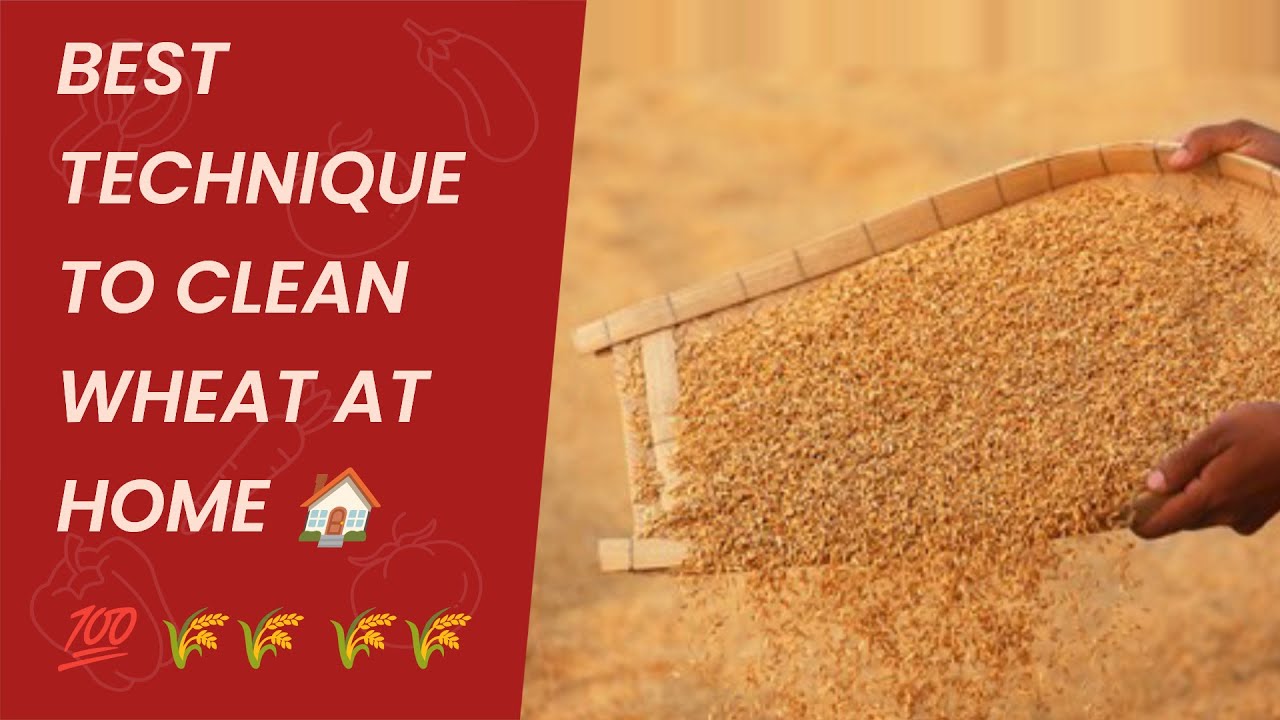 गेहूं को घर पे कैसे साफ करे | best technique to clean wheat at home ...