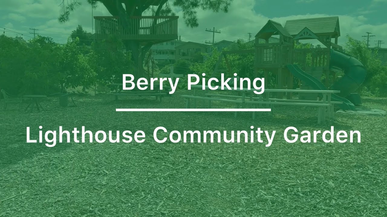 Berry picking at Lighthouse Community Garden - YouTube