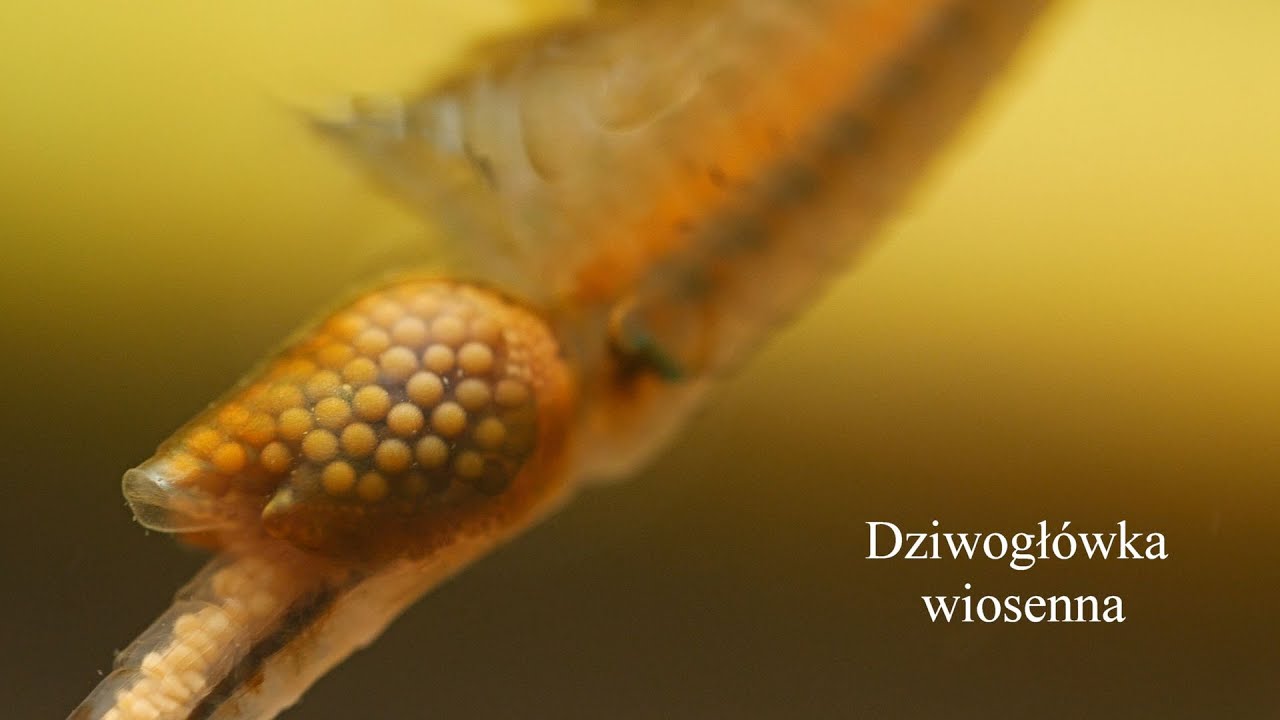 Dziwogłówka wiosenna (Eubranchipus grubii). Fairy Shrimp - YouTube