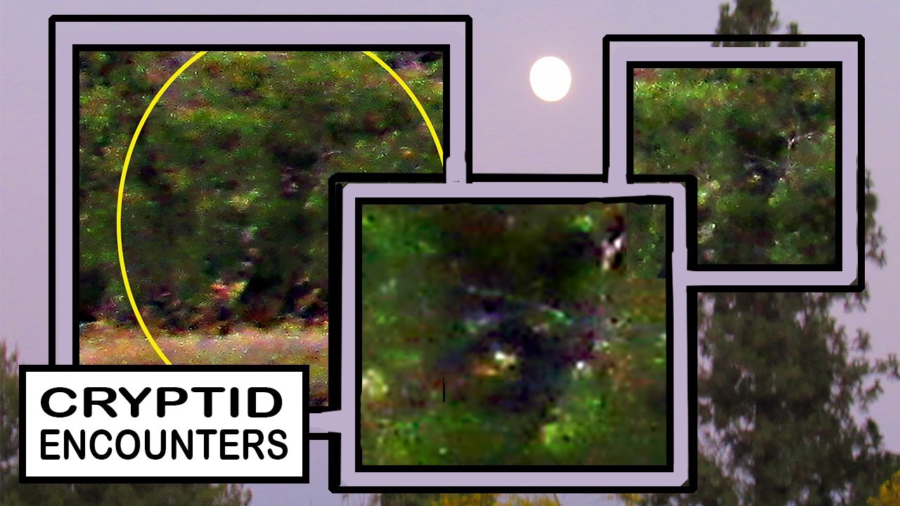 The Mysterious Cryptid Encounter: Exposed Evidence at HotSpot - YouTube