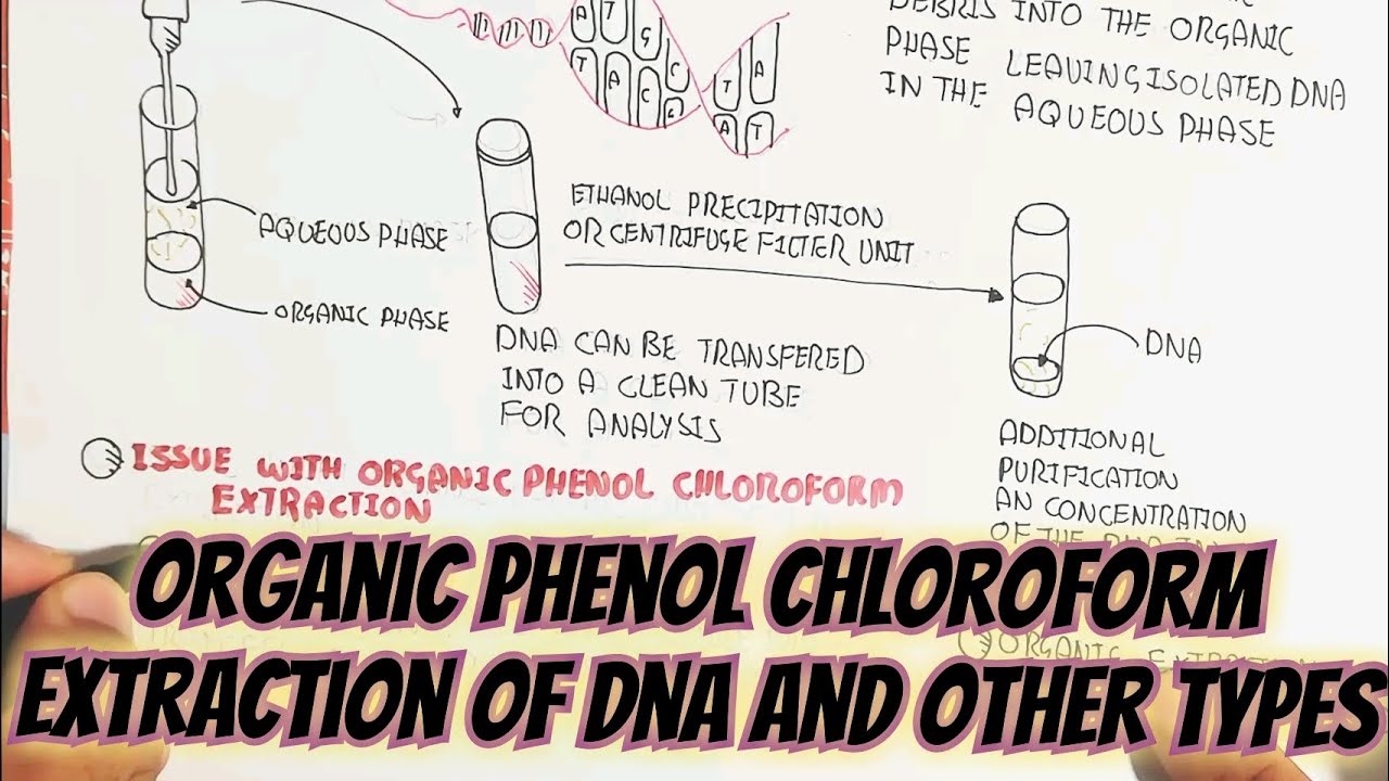 Organic Phenol Chloroform Extraction Of DNA And Other Types ...