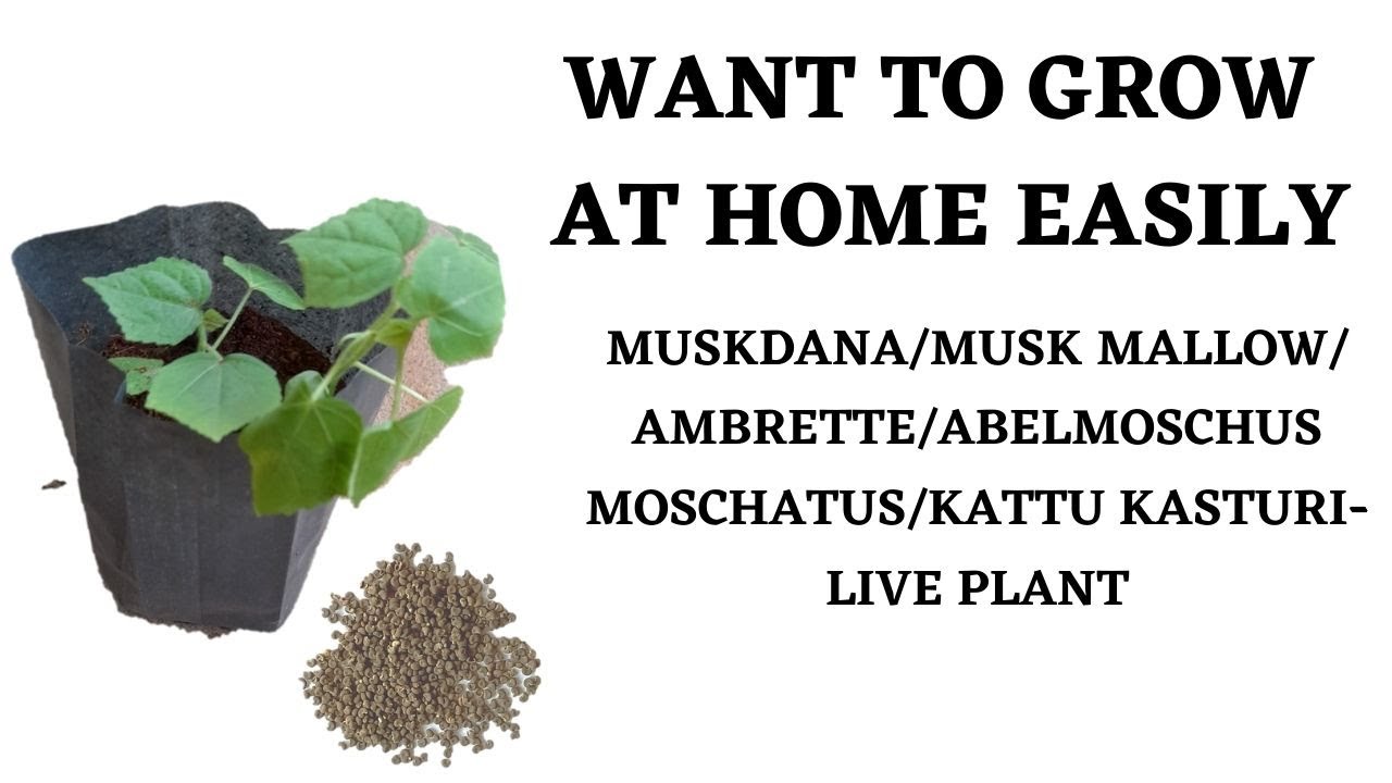 WANT TO GROW AT HOME EASILY MUSKDANA|MUSK MALLOW |AMBRETTEABELMOSCHUS ...