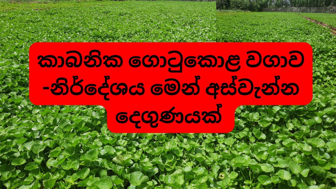 සාර්ථක කාබනික ගොටුකොළ වගාව | අස්වැන්න දෙගුණයක් | ගොටුකොළ | Tharaka Jayasinghe| leafy vegetables ...