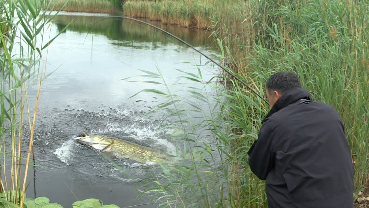 Pecanje ne reci Jegrički u Vojvodini kod Žablja - Pecanje smuđa, soma i ...
