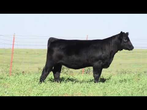 Lot 7 tag 176 FBFS Wheel Man 649W Heifer out of a Miss Voltage 176A 3:4 ...
