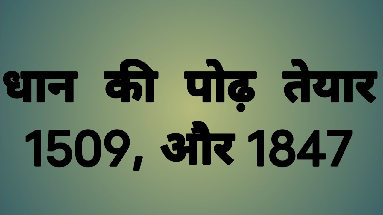 😭Dhaan ke podh teyar 1509 or 1847@धान की पोढ़ तेयार 1509, और 1847 - YouTube