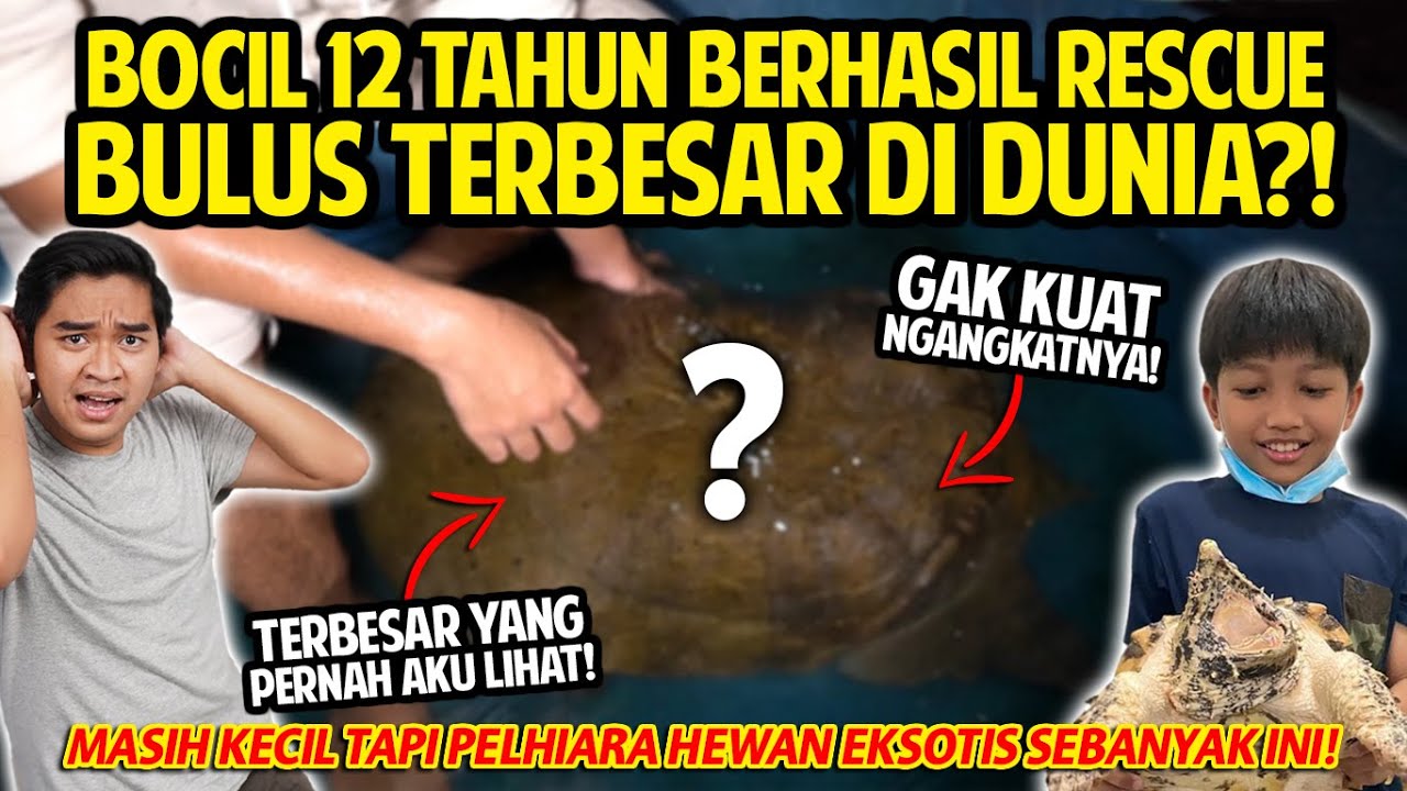 BOCIL 12 TAHUN PELIHARA HEWAN EKSOTIS! BERHASIL RESCUE BULUS TERBESAR ...