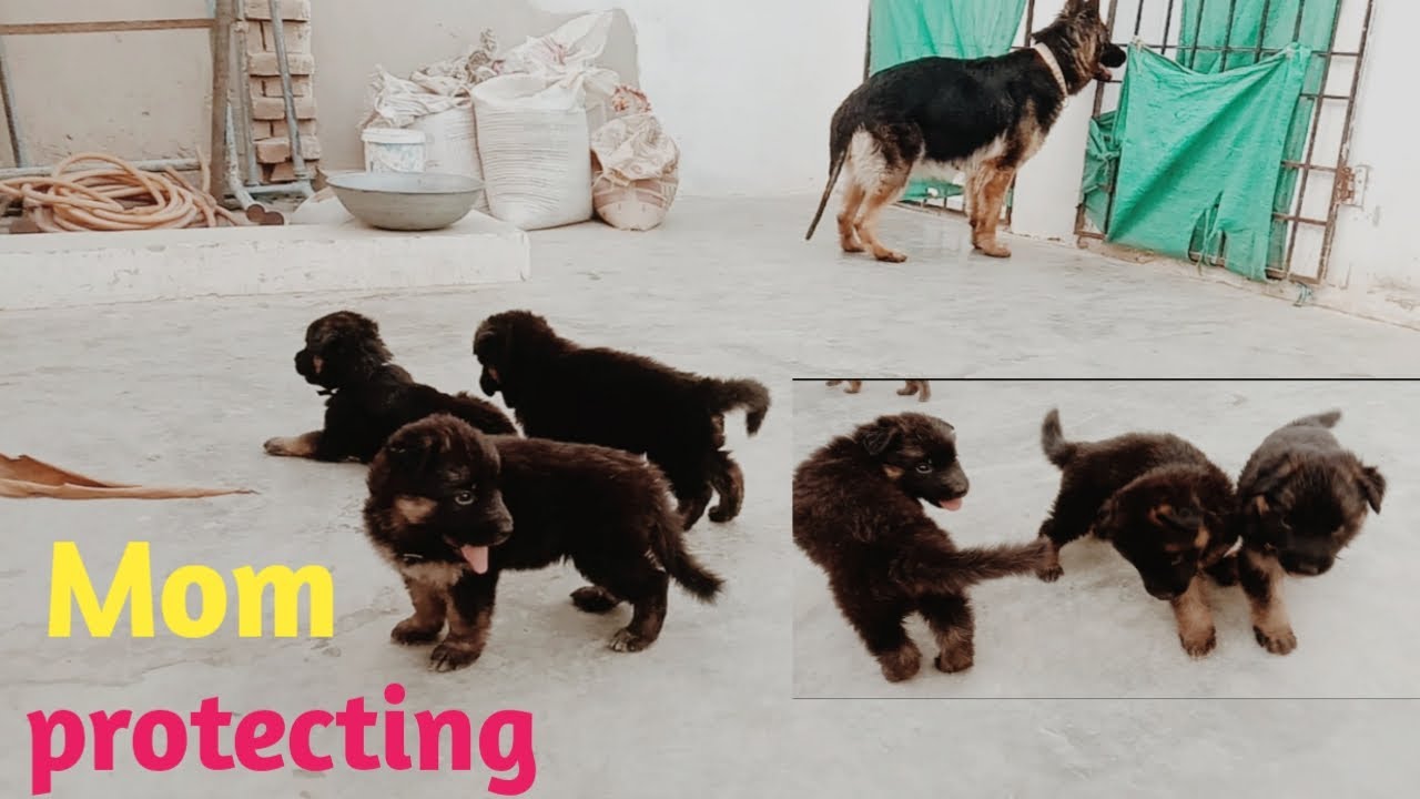 german shephered mom protecting puppies | german shepherd puppy mom ...