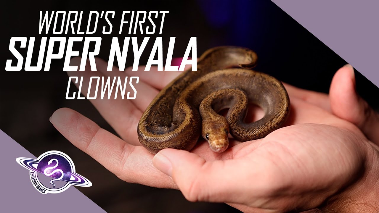 FIRST Super Nyala Clown Ball Pythons | Egg to Shed | #Snake #BallPython #Reptiles - YouTube