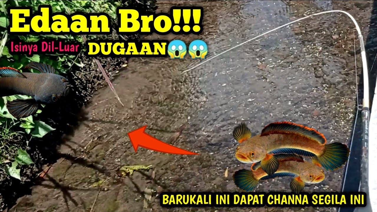 Mantap!! Mancing Ikan Gabus Hias/ Channa Limbata/Kotes Di-Selokan Ikan ...