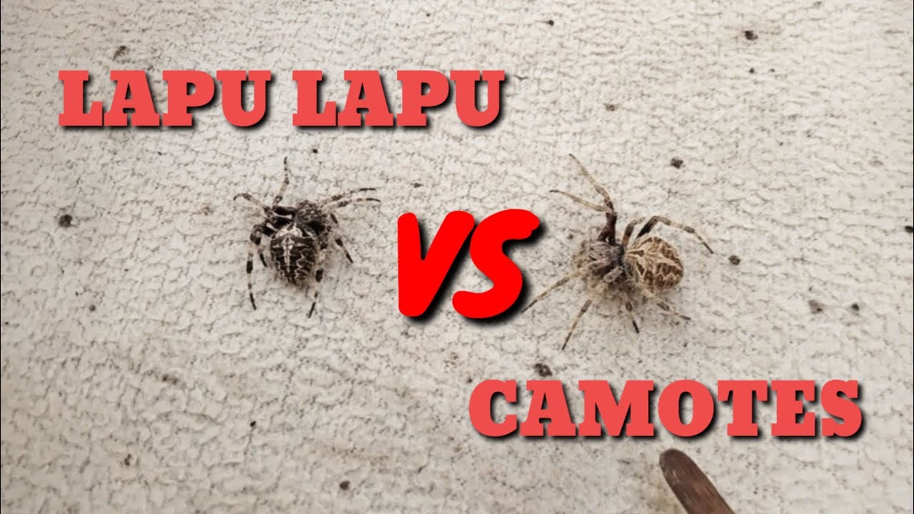 gagamba ng lapulapu vs gagamba ng camotes. labanang gagamba sa ...