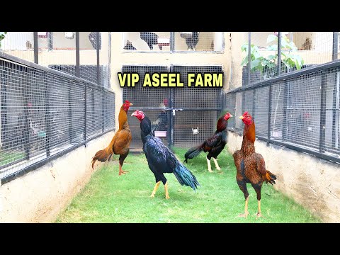 Best aseel murgha farm in pakistan