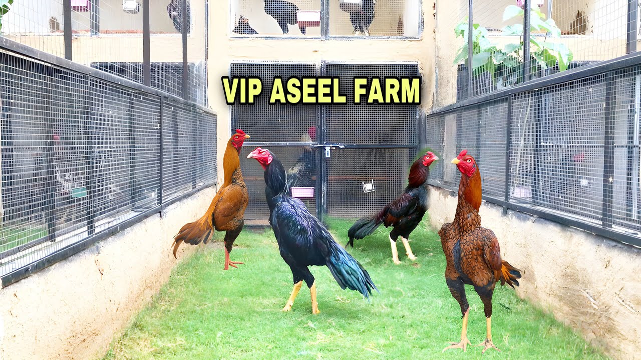Best aseel murgha farm in pakistan - YouTube