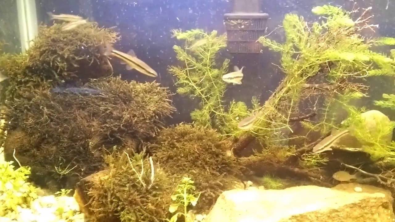 55 gallon native fish aquarium with Blacknose Dace and Green Sunfish ...