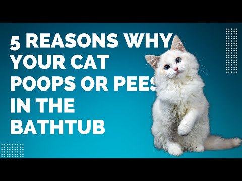 5 Reasons Why your cat poops or pees in the bathtub