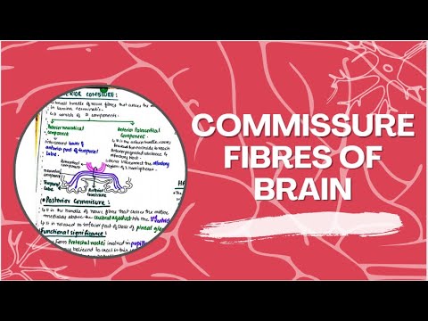 Commissure Fibres of brain | | Brain | Neuroanatomy - YouTube