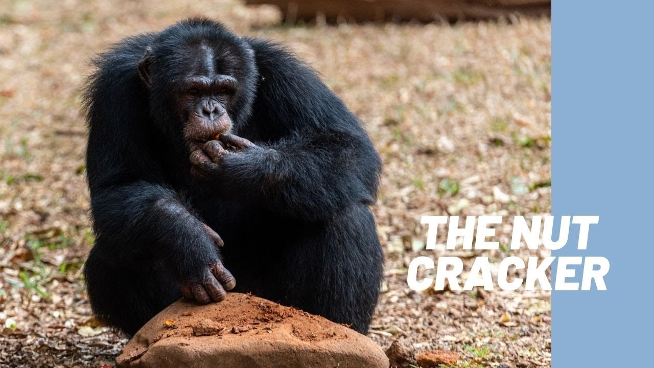 Western chimpanzee using stone tools to crack nuts - YouTube