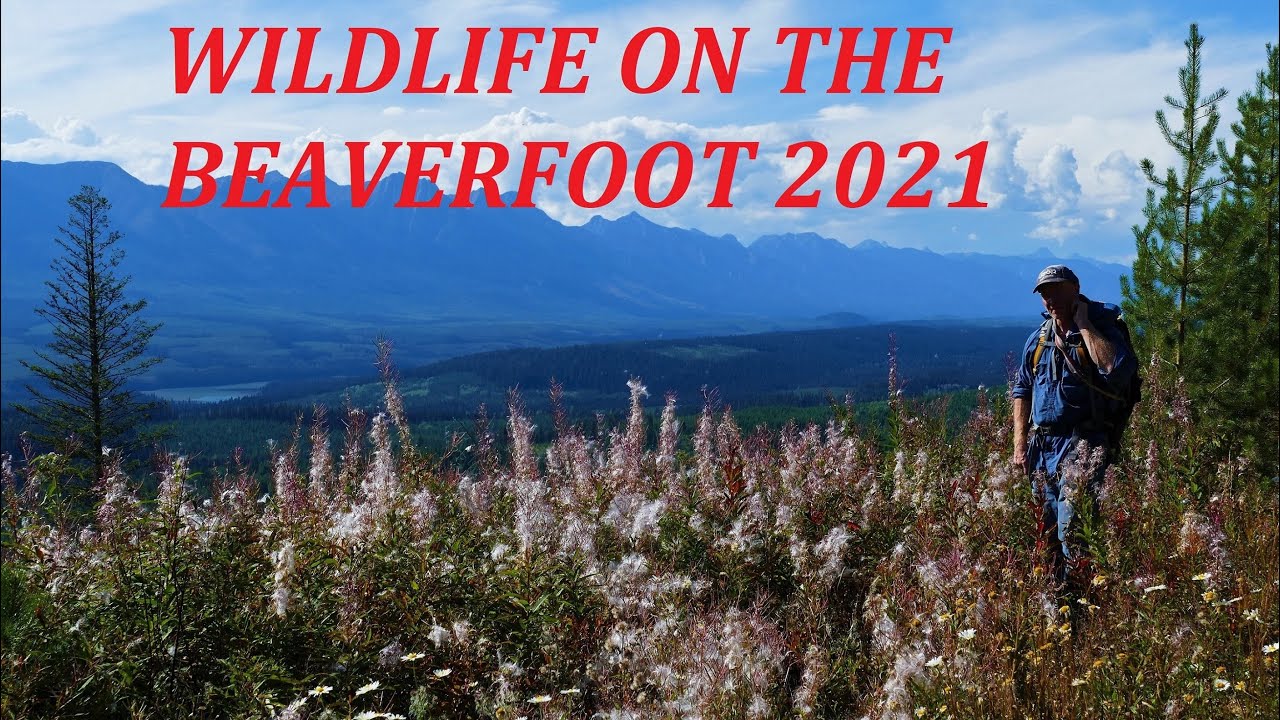 LOTS OF WILDLIFE ON THE BEAVERFOOT - YouTube