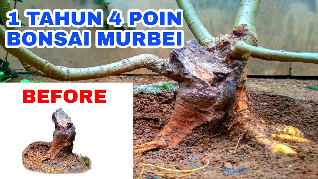 Bonsai murbei (morus alba) - YouTube