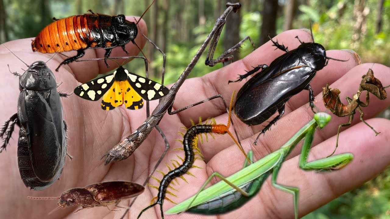 various types of insects are found in the forest‼️catching madagascar ...