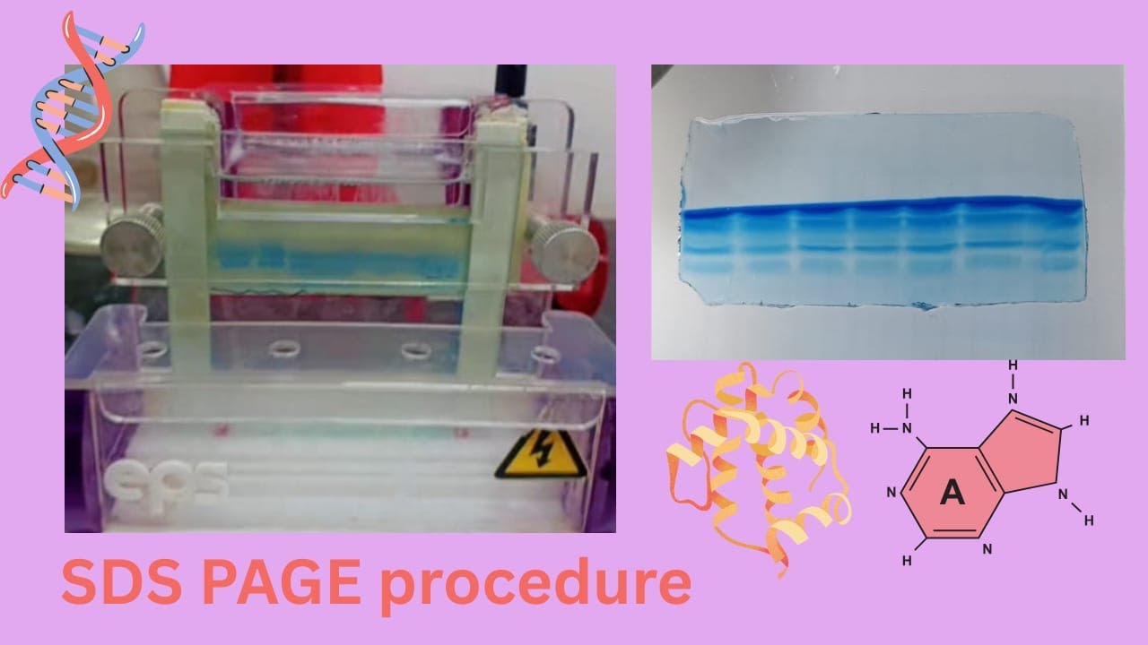 SDS PAGE procedure | Step by step procedure | - YouTube