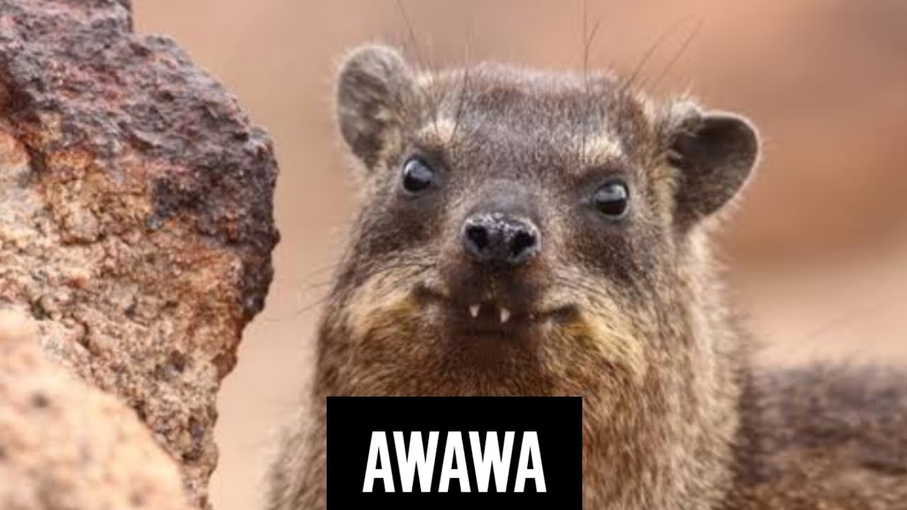Awawa: É uma marmota? #curiosidades #animais - YouTube