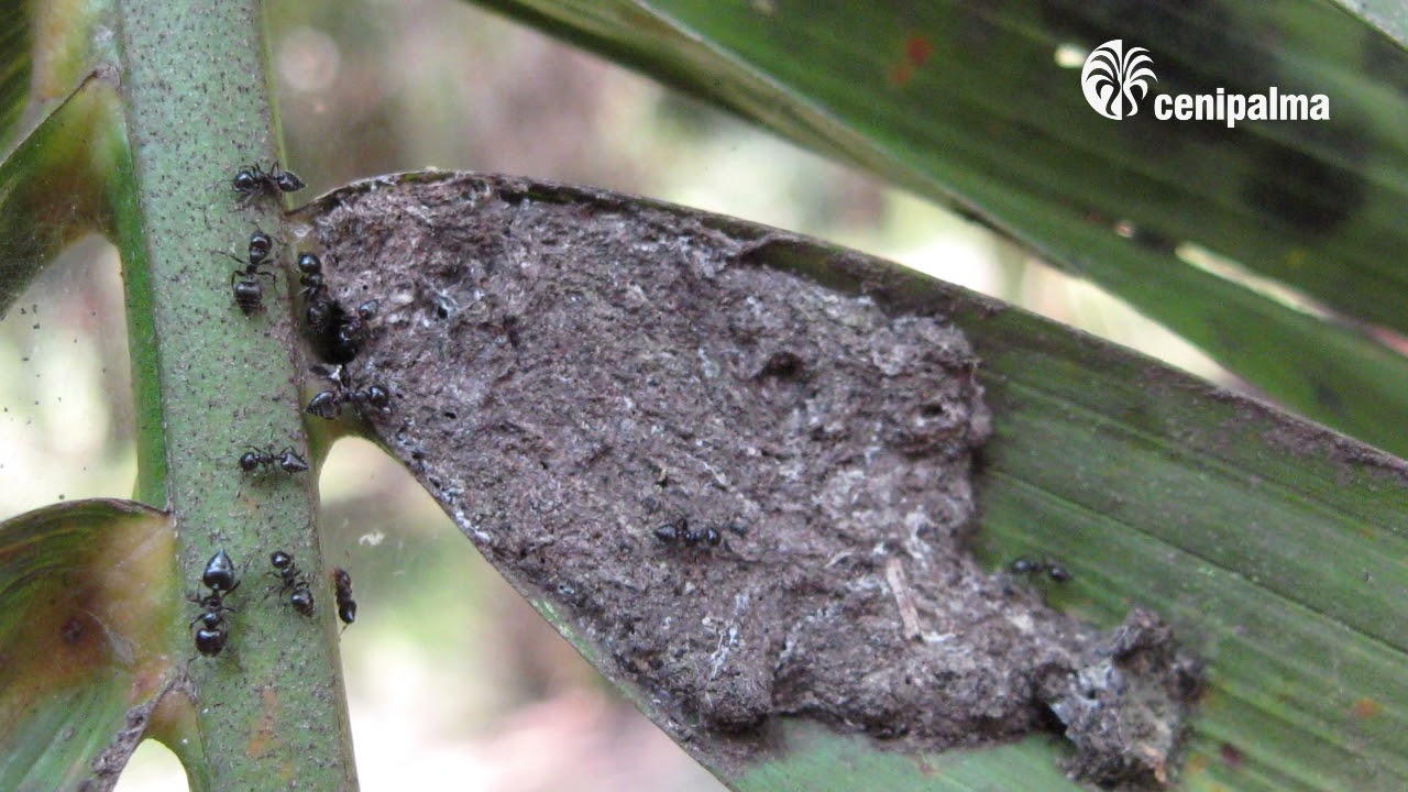 Manejo integrado de insectos plaga en las plantaciones de palmas de ...