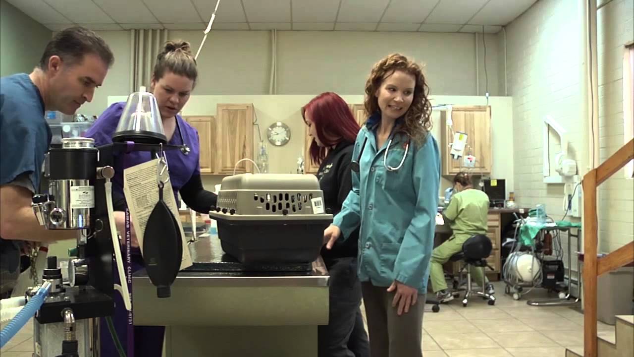 Vet Tip Follow Up - February 27, 2015 - YouTube