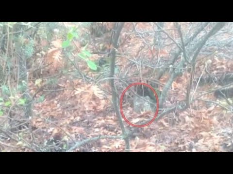 YABAN TAVŞANINI YATAĞINDA GÖRÜNTÜLEDİM - ÇOBANLAR DOĞA DÜŞMANI DEĞİL (11 AYLIK KANGAL DUMANA VEDA)