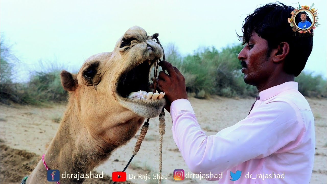 Man VS #Camel || #Farmer Is Trying To Control Camel || Camel #Attack ...