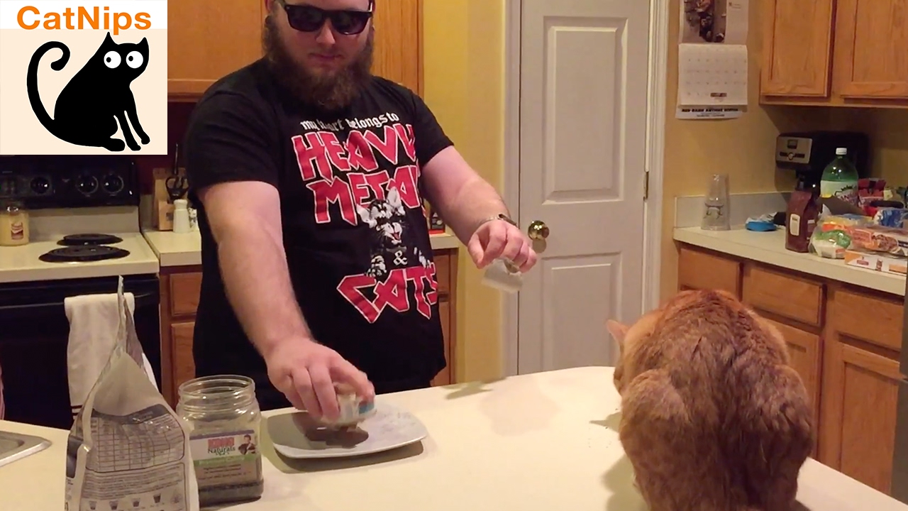 'CatBae' Feeds His Cat With Flair and a Dramatic Flourish | Catnips ...