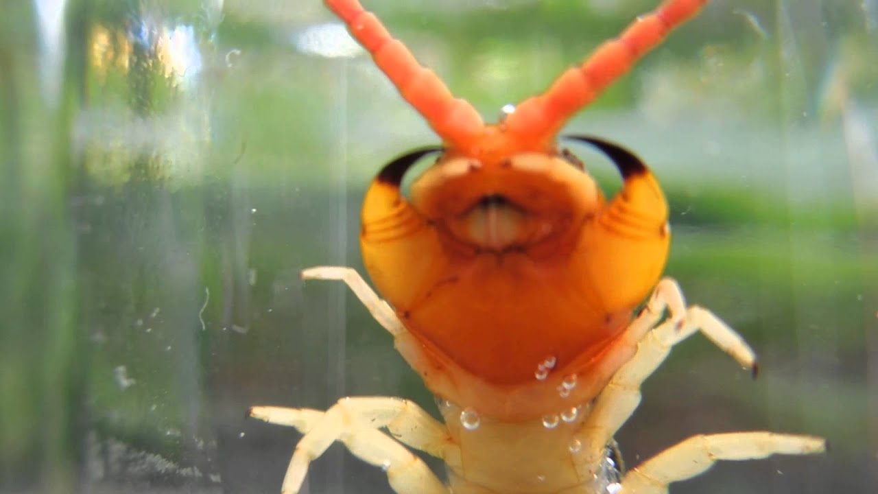 Centipede swimming 泳ぐムカデ 百足 mukade No3 昆虫図鑑 - YouTube